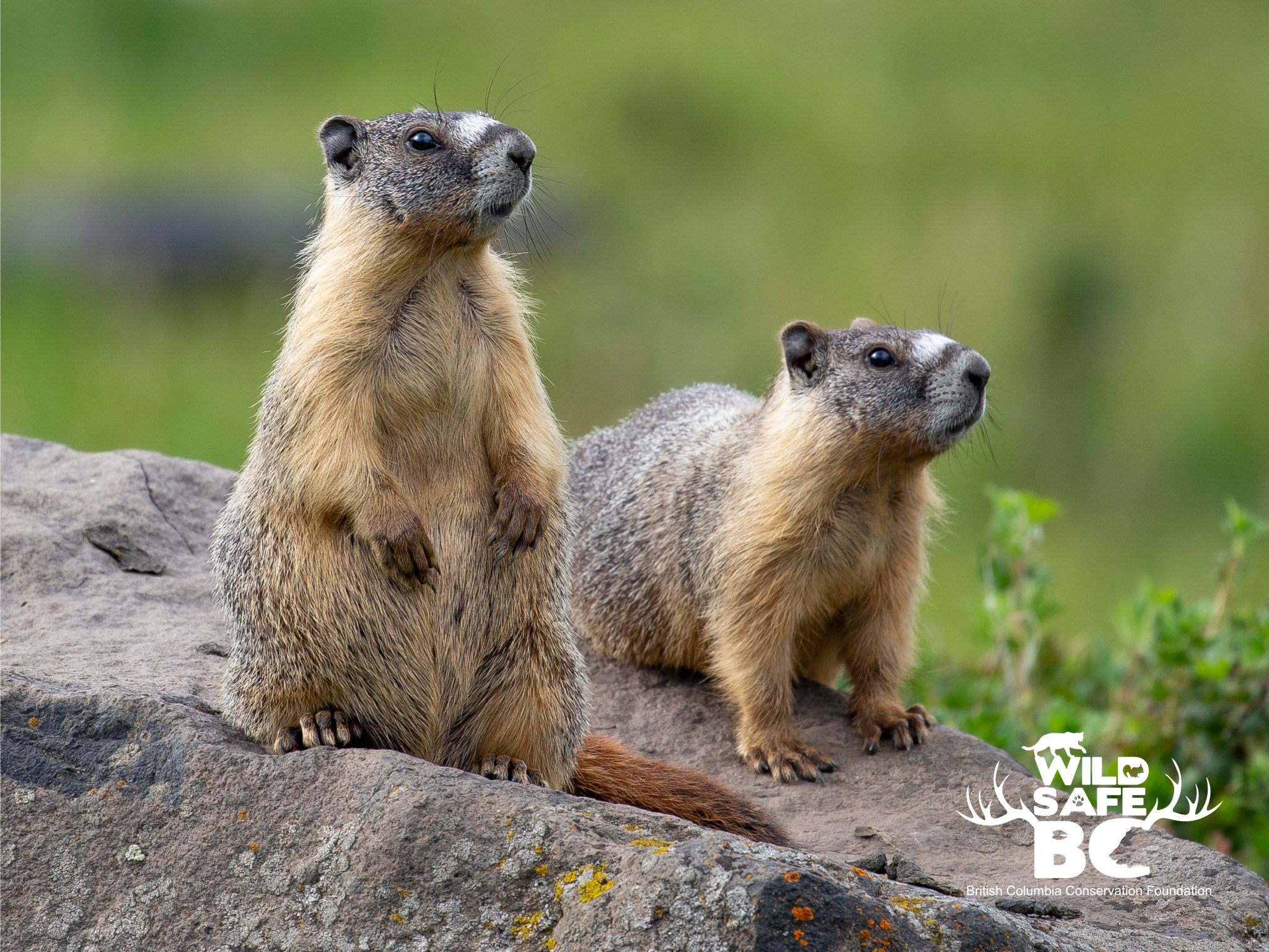 Marmots – WildsafeBC