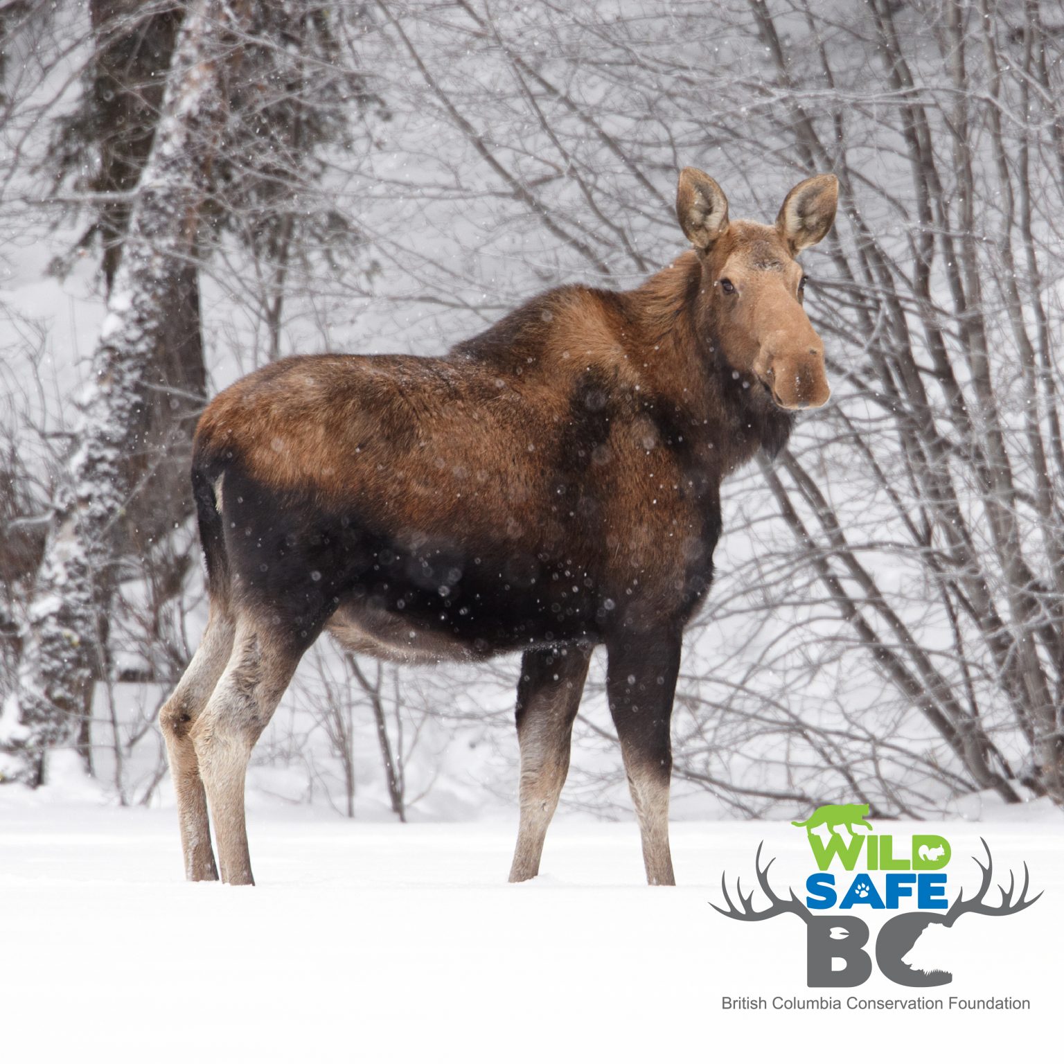 Moose – WildSafeBC