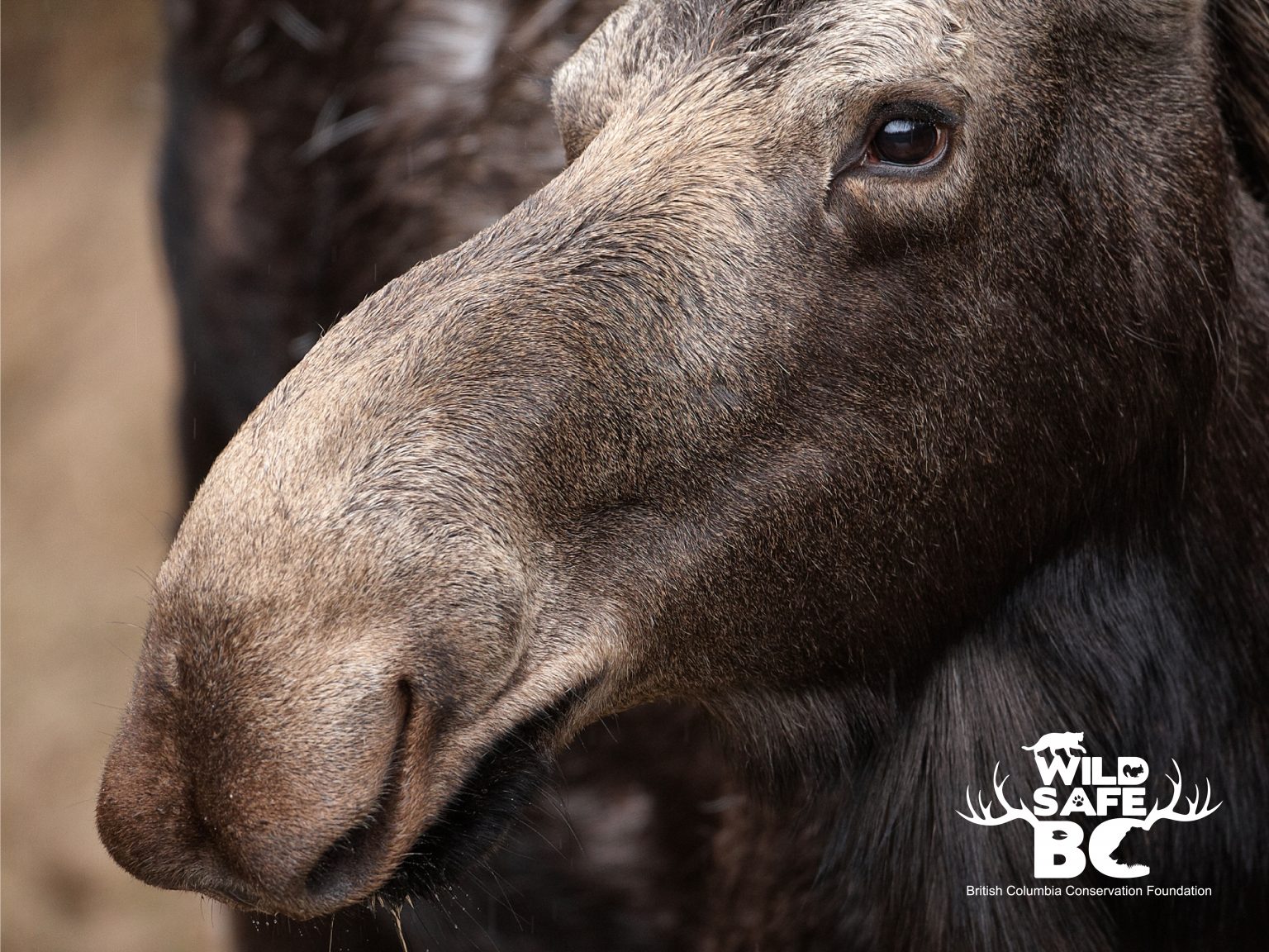 Moose – WildSafeBC