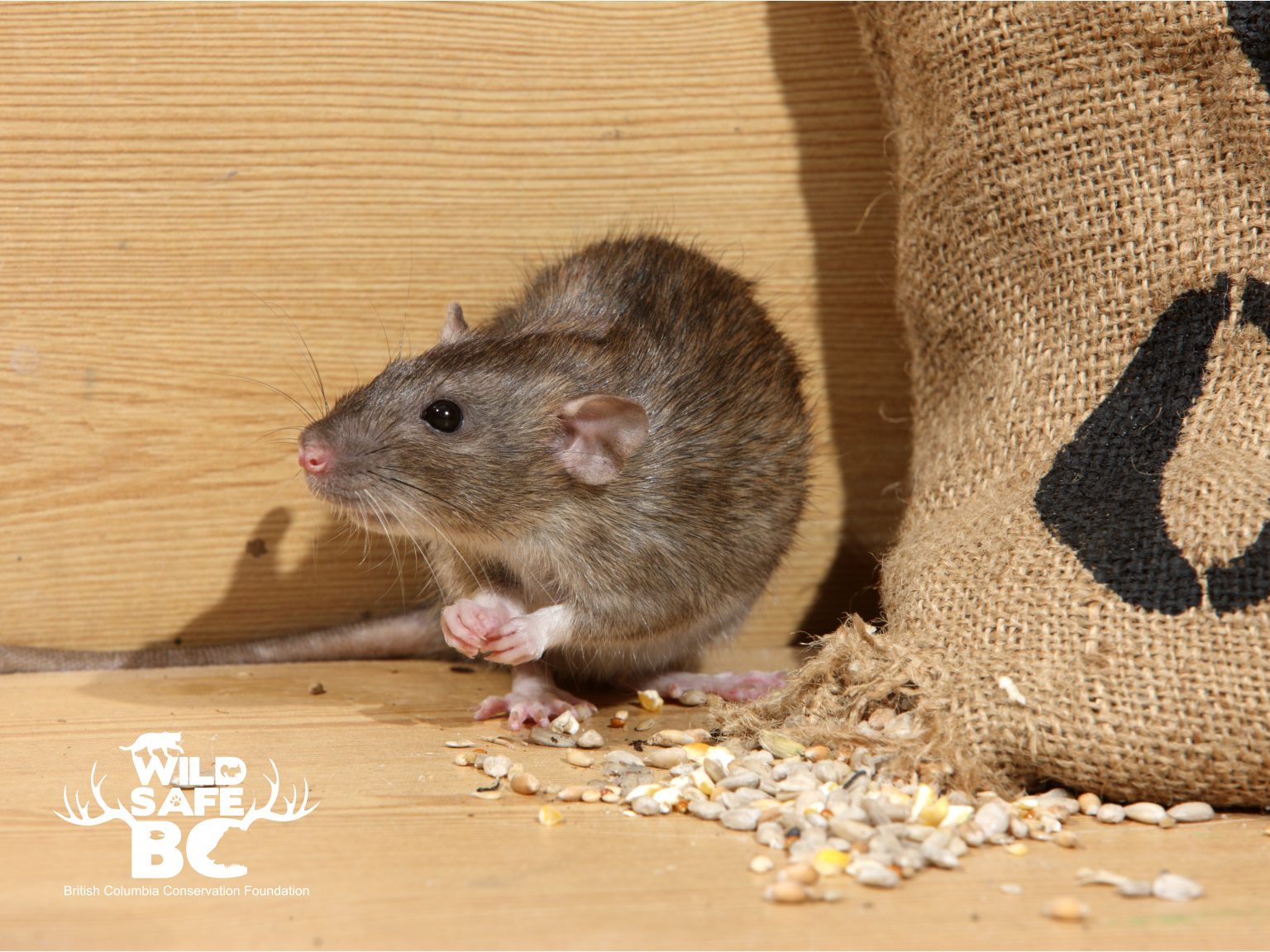 Rats – WildSafeBC