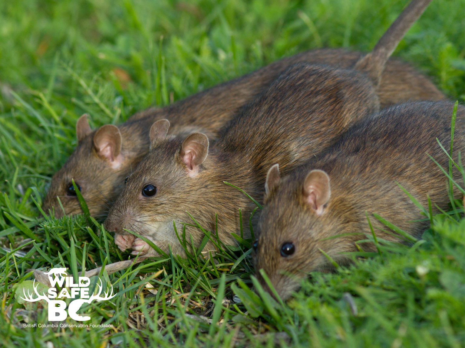 Rats – WildsafeBC
