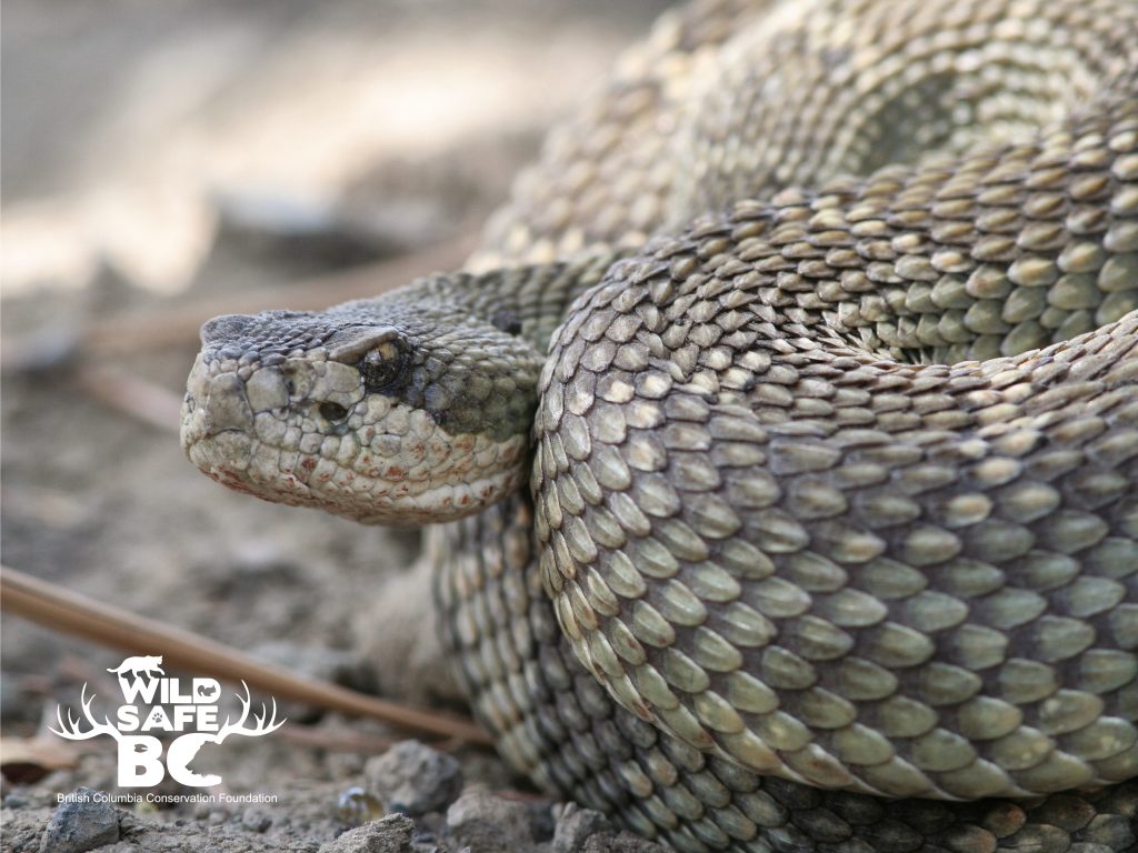 Rattlesnake – WildSafeBC