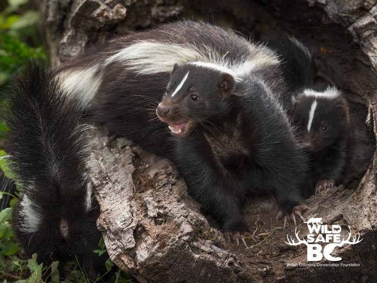 Skunk – WildSafeBC