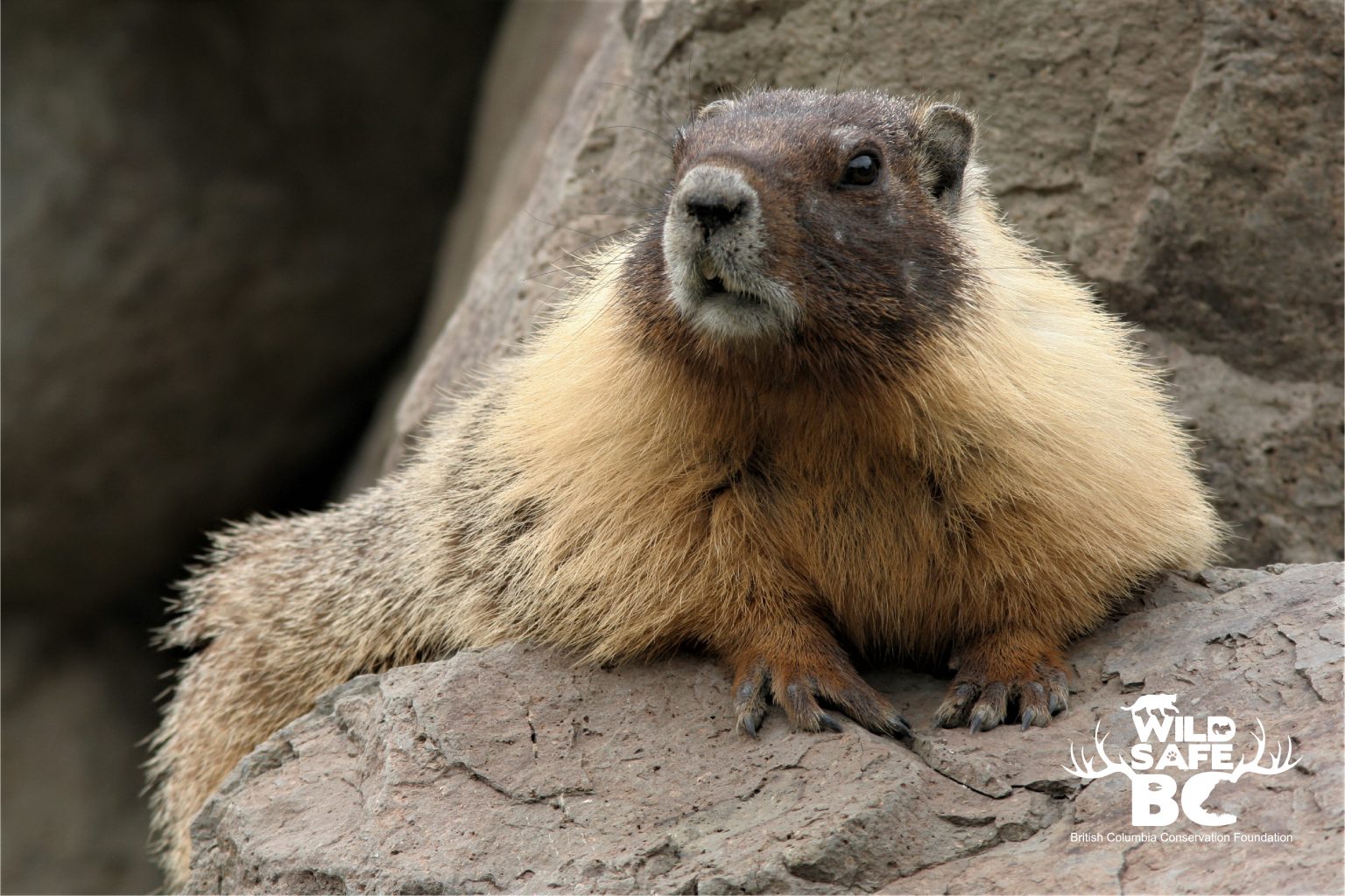 Marmots – WildSafeBC