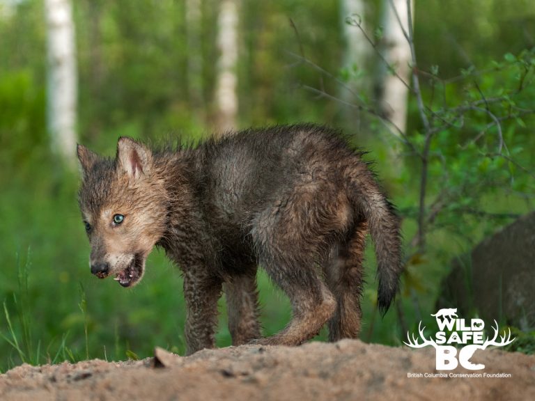 Wolf – WildSafeBC