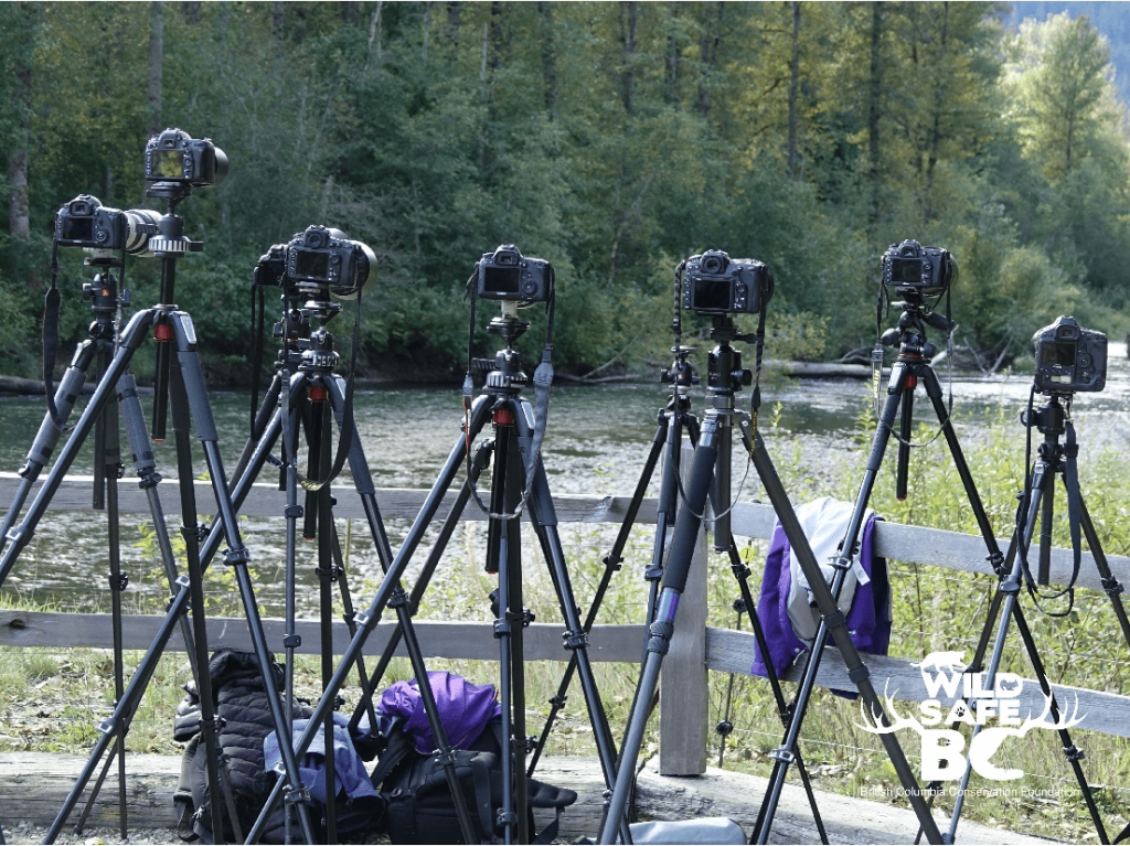 Photography Ethics – WildSafeBC