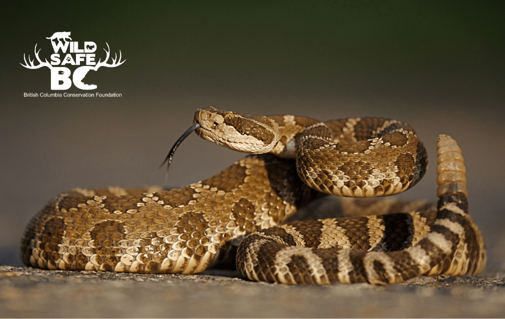 Rattlesnake – WildSafeBC