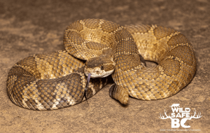 Rattlesnake – WildSafeBC