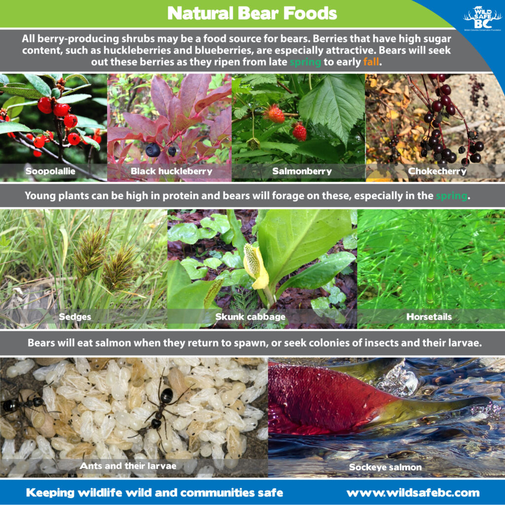 Natural Bear Foods 2022 – WildSafeBC