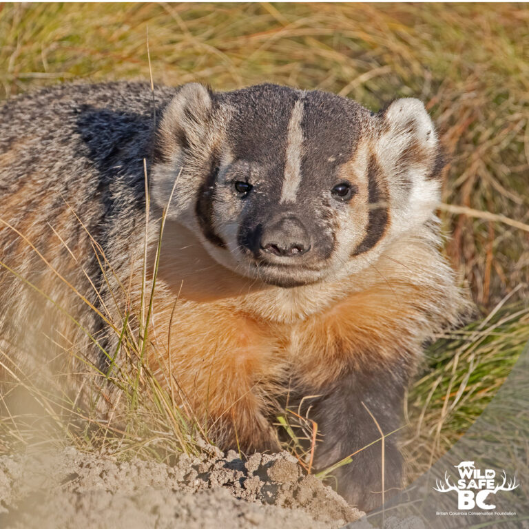 Badgers – WildsafeBC