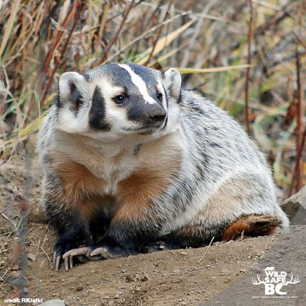 Badgers – WildsafeBC